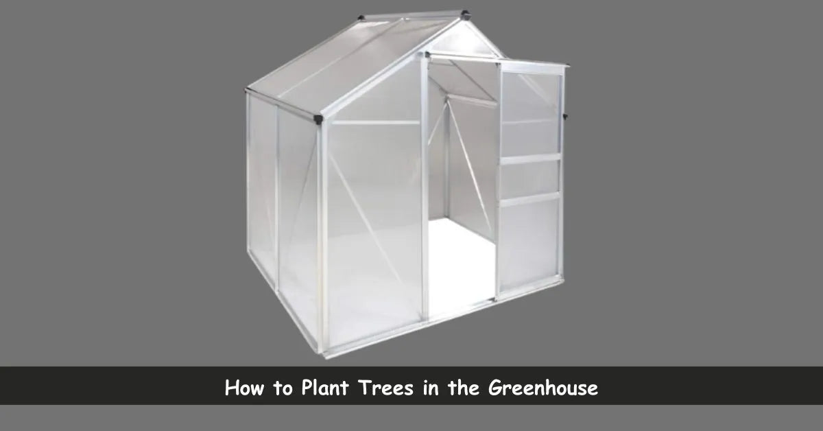 How to Plant Trees in the Greenhouse - Tips and Techniques – Machrus USA